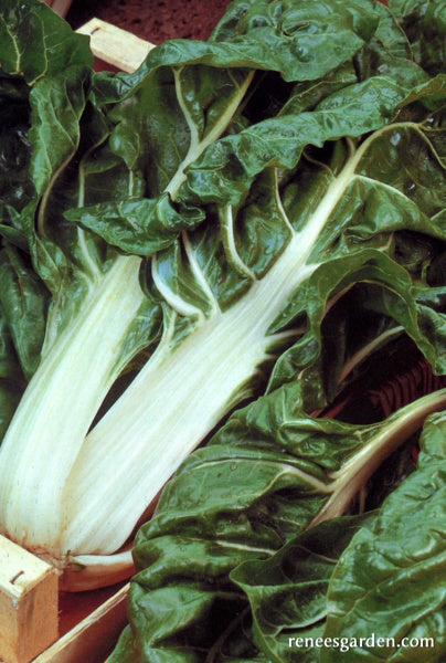 'Italian Silver Rib' Heirloom Chard | Renee's Garden Seeds