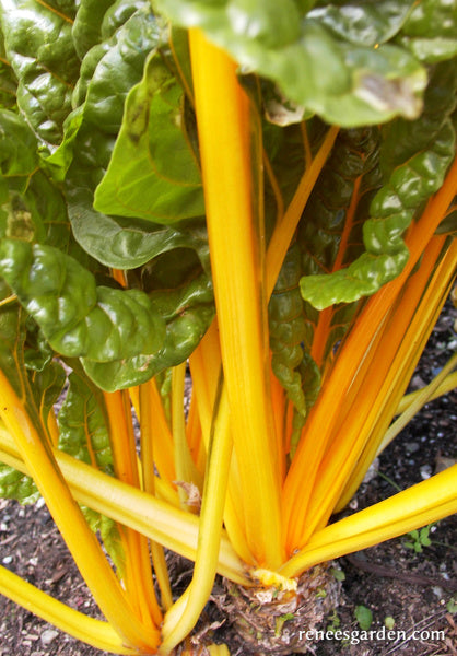 'Pot of Gold' Container Chard | Renee's Garden Seeds