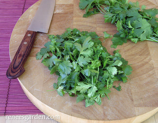 'Heirloom Cilantro' Bonus Pack – Renee's Garden