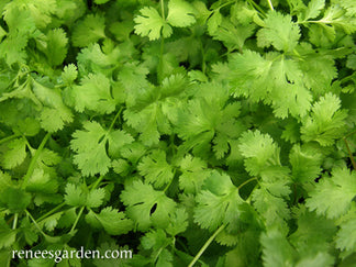 'Slow-Bolt Cilantro' Kitchen Herbs – Renee's Garden
