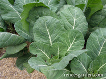 'Green Flash' Gourmet Collards – Renee's Garden