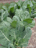 'Green Flash' Gourmet Collards – Renee's Garden