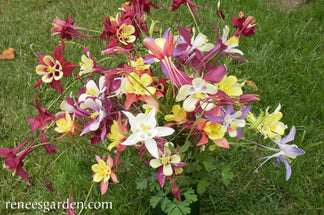 'Mrs. Scott Elliot' Heirloom Columbines – Renee's Garden