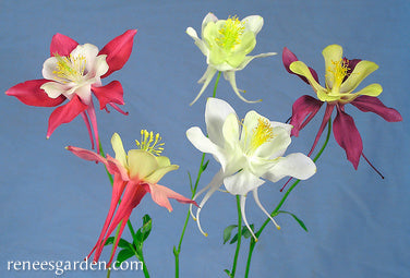 'Mrs. Scott Elliot' Heirloom Columbines | Renee's Garden Seeds
