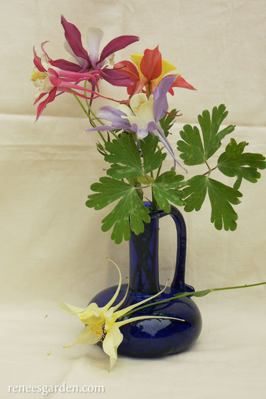 'Mrs. Scott Elliot' Heirloom Columbines | Renee's Garden Seeds