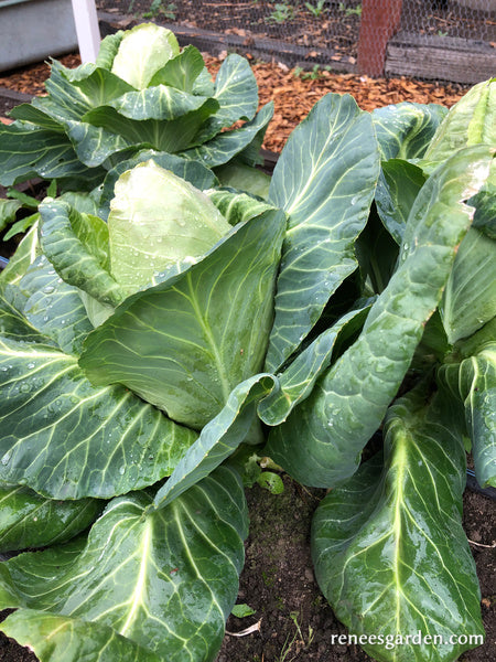 'Conehead' Pointed Sweetheart Cabbage | Renee's Garden Seeds