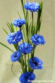 'Blue Boy' Heirloom Cornflowers | Renee's Garden Seeds