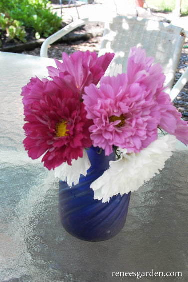 'Double Click' Bouquet Cosmos | Renee's Garden Seeds