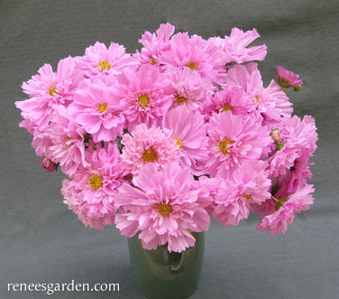 'Rose Bon Bon' Double Butterfly Cosmos – Renee's Garden