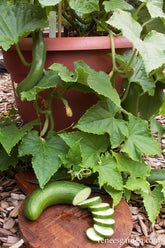 Cucumbers – Renee's Garden