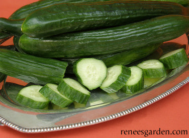 'Chelsea Prize' English Cucumber – Renee's Garden