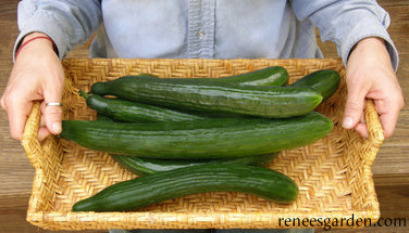 'Chelsea Prize' English Cucumber – Renee's Garden
