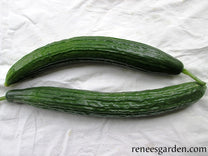 'Chelsea Prize' English Cucumber – Renee's Garden