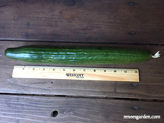 'Chelsea Prize' English Cucumber – Renee's Garden