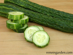 'Suyo Long' Heirloom Chinese Cucumber – Renee's Garden