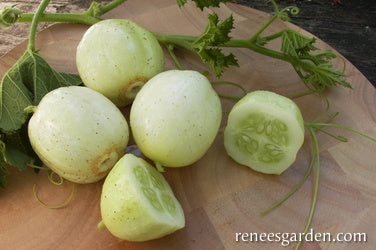 'Lemon Cucumbers' Heirloom Cucumbers | Renee's Garden Seeds