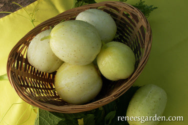 'Lemon Cucumbers' Heirloom Cucumbers | Renee's Garden Seeds