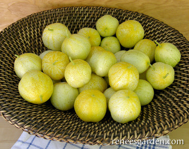 'Lemon Cucumbers' Heirloom Cucumbers | Renee's Garden Seeds