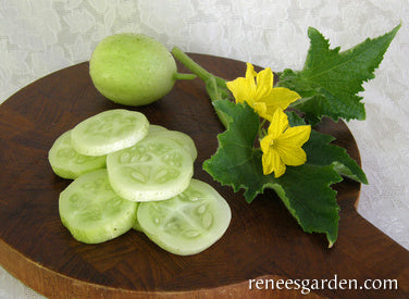 'Lemon Cucumbers' Heirloom Cucumbers | Renee's Garden Seeds