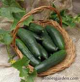 Cucumbers – Renee's Garden