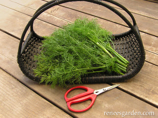 'Dukat Leafy Dill' Kitchen Herbs – Renee's Garden