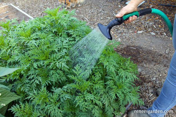 Dramm One Touch Fan Nozzle | Renee's Garden Seeds