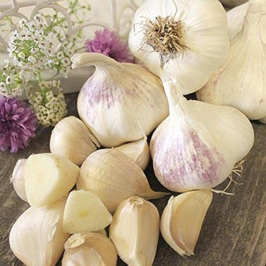 'Italian Early' Garlic – Renee's Garden