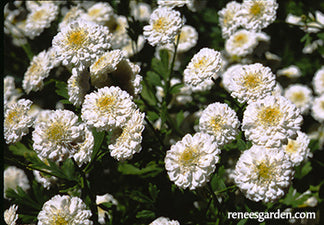 'White Wonder' Heirloom Double Feverfew – Renee's Garden