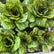 'Flashy Trout Back' Heirloom Cutting Lettuce – Renee's Garden