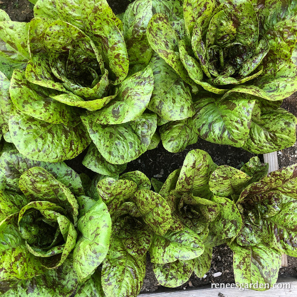 'Flashy Trout Back' Heirloom Cutting Lettuce | Renee's Garden Seeds