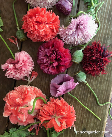 'French Flounce' Heirloom Carnation Poppies | Renee's Garden Seeds
