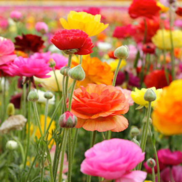 'Jumbo Color Blend' Ranunculus Mix | Renee's Garden Seeds