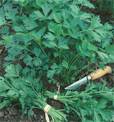 'Italian “Gigante” Parsley' Kitchen Herbs | Renee's Garden Seeds