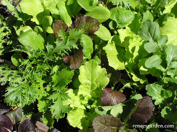 'Asian Baby Leaf' Gourmet Mesclun Salad | Renee's Garden Seeds