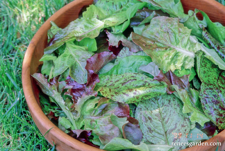 'Heirloom Cutting Mix' Baby Leaf Lettuce – Renee's Garden