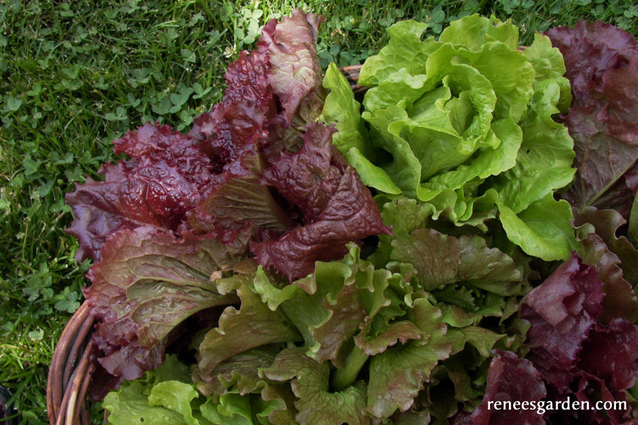 'European Reds & Greens' Summer Lettuce Bouquet | Renee's Garden Seeds
