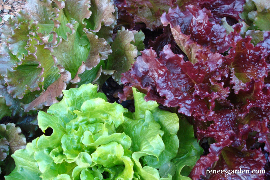 'European Reds & Greens' Summer Lettuce Bouquet | Renee's Garden Seeds
