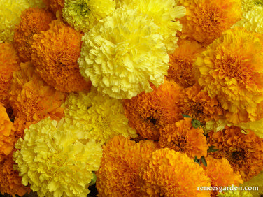 'Orange & Yellow Beast' Giant Bouquet Marigolds | Renee's Garden Seeds