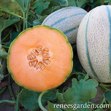 'Napoli' Gourmet Tuscan Melon | Renee's Garden Seeds
