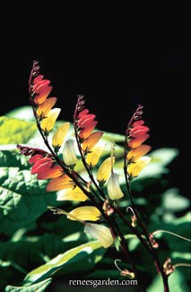 'Exotic Love Vine' Heirloom Mina Lobata | Renee's Garden Seeds