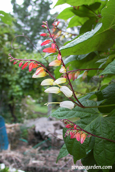 'Exotic Love Vine' Heirloom Mina Lobata | Renee's Garden Seeds