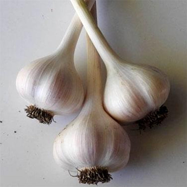'Musik' Garlic | Renee's Garden Seeds