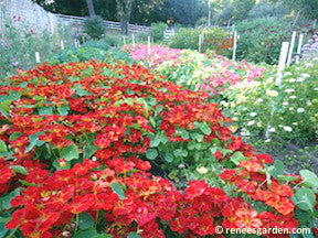 'Copper Sunset' Mounding Nasturtiums | Renee's Garden Seeds