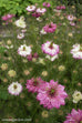 'Mulberry Rose Nigella' Love in a Mist – Renee's Garden