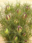 'Mulberry Rose Nigella' Love in a Mist – Renee's Garden