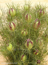 'Mulberry Rose Nigella' Love in a Mist – Renee's Garden