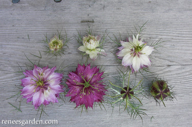 'Mulberry Rose Nigella' Love in a Mist | Renee's Garden Seeds
