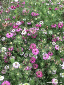 'Mulberry Rose Nigella' Love in a Mist – Renee's Garden