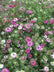 'Mulberry Rose Nigella' Love in a Mist – Renee's Garden