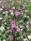 'Mulberry Rose Nigella' Love in a Mist – Renee's Garden